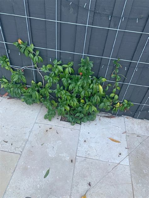 How To Treat Leaf Blight Disease On Star Jasmine