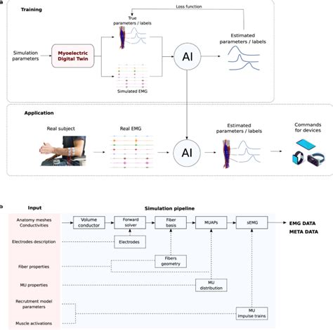 用于深度学习中快速逼真的建模的肌电数字双胞胎 Nature Communications X Mol