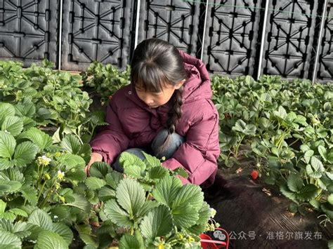 生态农业奏响研学主旋“绿”