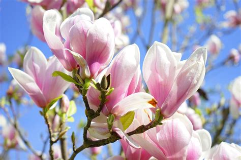 13 Different Types Of Magnolia Trees With Pictures House Grail