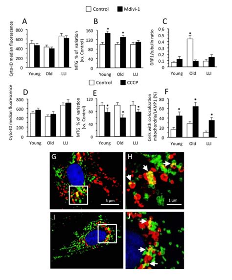 Mitochondria Hyperfusion And Elevated Autophagic Activity Are Key