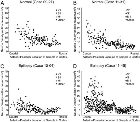 Neuron Density Versus The Anterior Posterior Dimension Was Plotted For