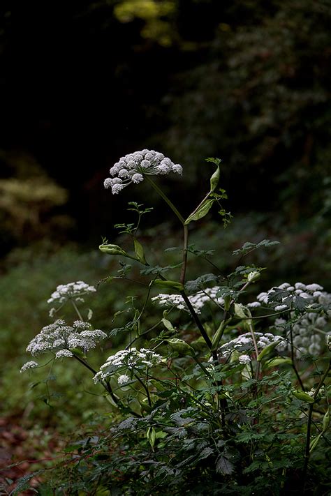 野の花百景 イブキボウフウIbukibohu