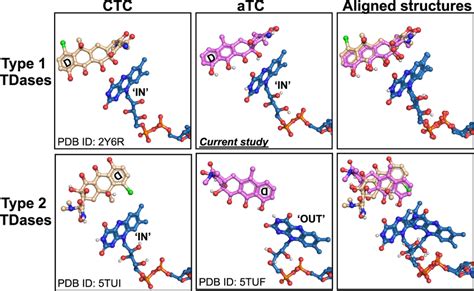 Substrate And Inhibitor Binding Modes In Type 1 And Type 2 Tdases In