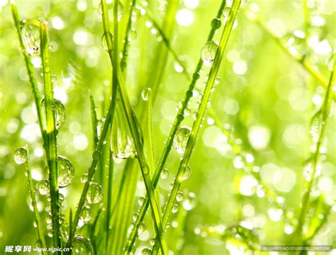 清晨的露水摄影图 树木树叶 生物世界 摄影图库 昵图网