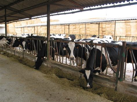 El Precio De La Leche De Vaca En España Caen Un 1016 En 2024 Portal