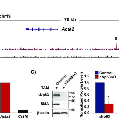 Regulation Of Acta2 Expression By Δnp63 A Visualization Of The Δnp63 Download Scientific