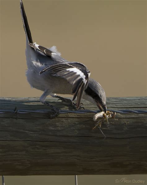 Loggerhead Shrike Attempting To Impale A Grasshopper Feathered
