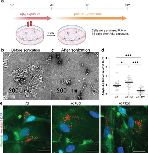 Astrocytes Engulf And Accumulate Aβ Human Ipsc Derived Astrocytes Were