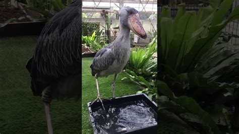 掛川花鳥園公式ハシビロコウふたばのニジマス一気飲み YouTube