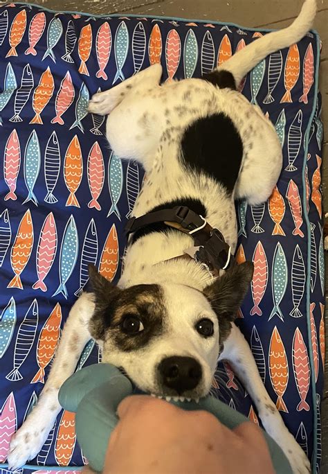 Teeny Adult Toofs Rtoofers