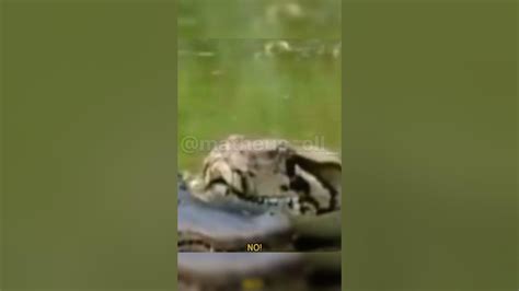 Fala Baixo Nengue Animaisengraçados Memes Comediaanimal Youtube