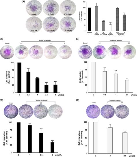 Anti‐invasion Effect Of Curcumin And Its Cyclohexanone Analogs On Pc3