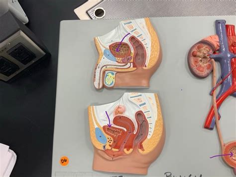 Urinary System Lab Practical Flashcards Quizlet