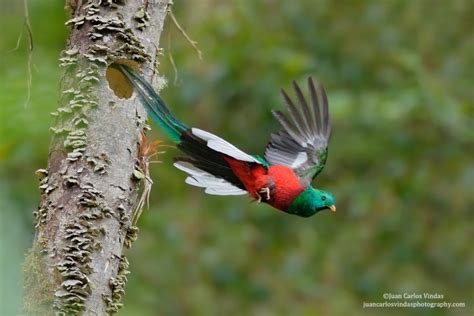 Most Birds Have Anisodactyl Toes That Is Three