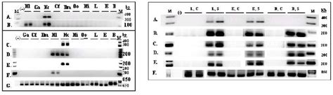 Specificity Of Molecular Diagnostic Markers Download Scientific Diagram