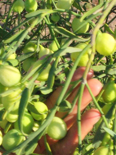 Desert Limes On Branch Creative Native Foods