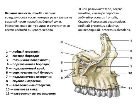 Анатомия верхней челюсти Online Presentation