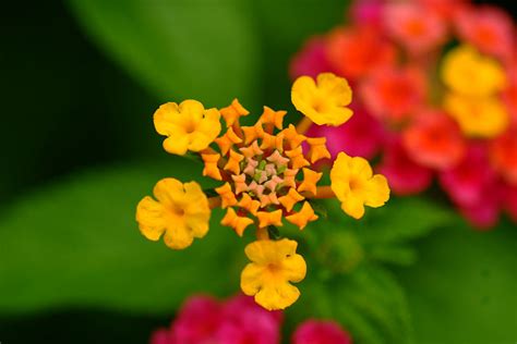 花物語 馬櫻丹 犬兒零零柒