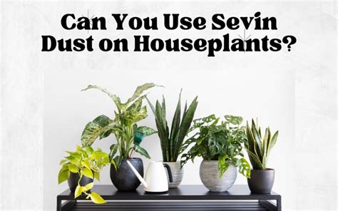 Can You Use Sevin Dust On Houseplants HousePlantsInfo