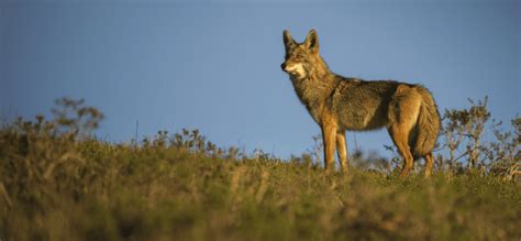Electronic Coyote Calling Tips Best Coyote Calls