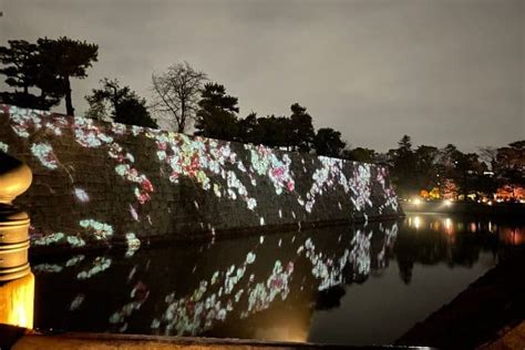 世界遺産二条城ライトアップNAKED桜まつり2024子連れで京都お花見 シジューからはたらく