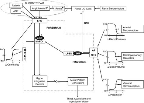 Diagram Depicting Neural And Hormonal Inputs Into The Brain And The