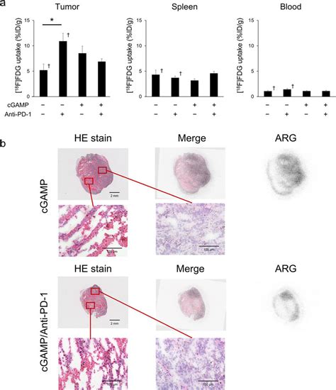 Ex Vivo Validation Of [ 18 F]fdg Uptake A Ex Vivo Biodistribution Of