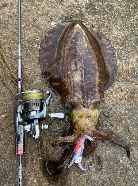 やっと良型 和歌山県 目良漁港 エギング アオリイカ 陸っぱり 釣り・魚釣り 釣果情報サイト カンパリ