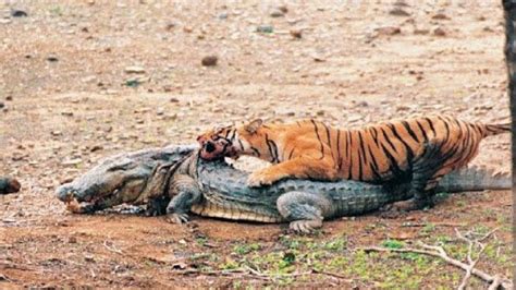 Lion Vs Snake Fight To Death New Video Technology Lion Vs African