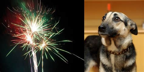 Silvester der jährliche Stress für unsere Haustiere