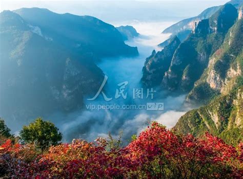 重庆巫山巫峡神女景区红叶正红 人民图片网