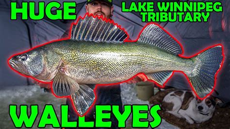 Ice Fishing For Giant Walleye On Lake Winnipeg Tributaries Red River