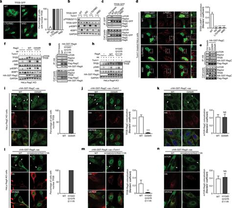Function Of The Tfeb Nc Rag Gtpases Interface A Cells Expressing