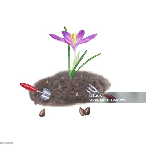 땅에 꽃을 심고 돌보는 것 크로커스 구근 흙 손 흙손 작은 포크 흰색 배경에 격리되어 있습니다 소책자 전단지 라벨 디자인을 위한