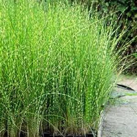 Scirpus Zebrinus — Flors Catalunya