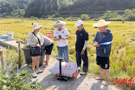 花垣稻渔综合种养实现双丰收 湘西 新湖南