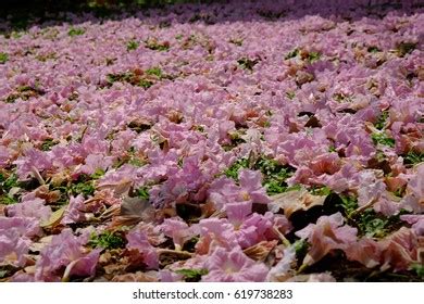 2 459 Poui Tree Images Stock Photos Vectors Shutterstock