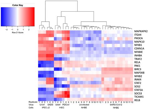 Hierarchically Clustered Heatmap Of Orthologs Of Upregulated And