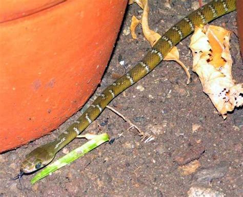 Reddish Rat Snake Animals Of Tanay