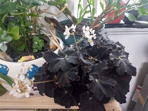 Rex Begonia First Time Flowering R Gardening