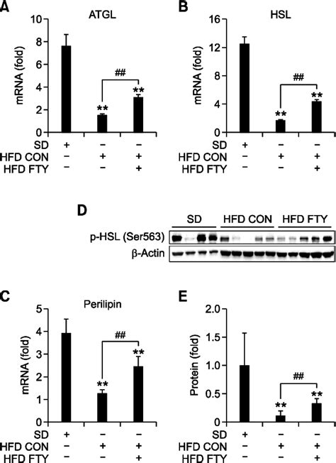 Fty720 Up Regulates Atgl Hsl Perilipin Gene Expression As Well As