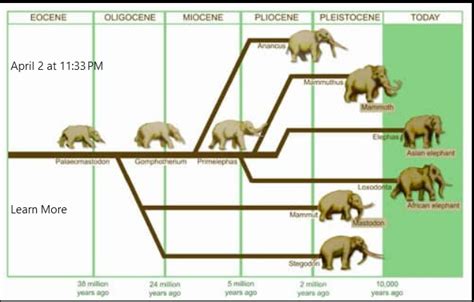 The Evolution Of The Elephant