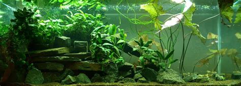 Self Sustaining Ecosystem Aquarium