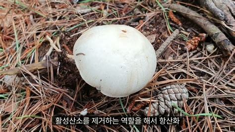 1042편 일찍 발생한 식용이자 약용버섯인 흰주름버섯 Youtube