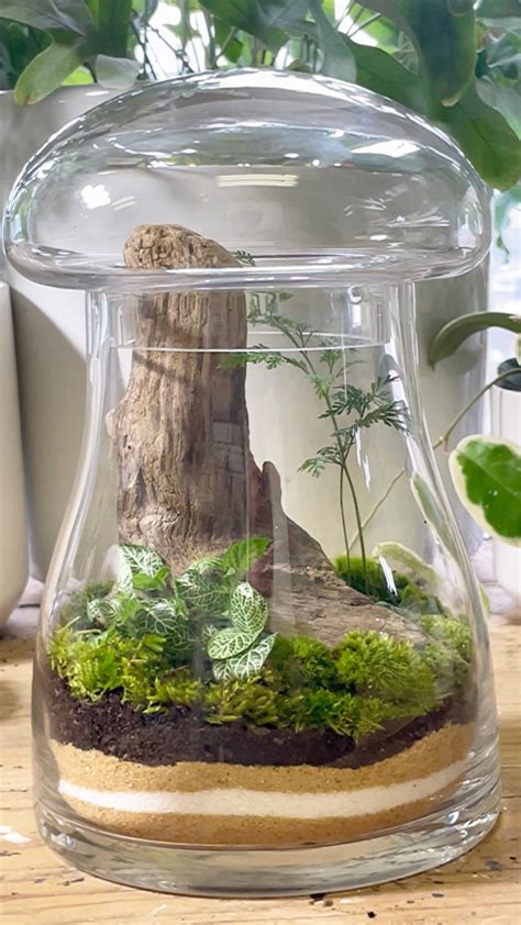 Mushroom Terrarium With Lid Clover Booch