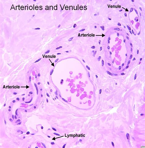 Arterioles Vs Venules Vs Capillaries Histology Respiratory The Best