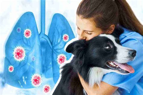 Malattia respiratoria tra i cani tutto quello che c è da sapere cosa