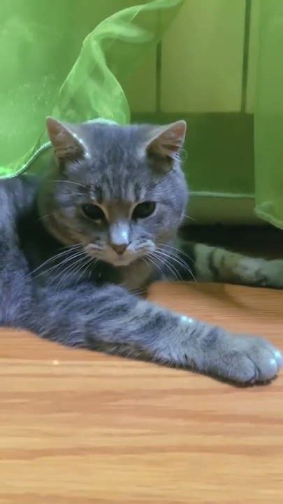 Можна хоть что нибудь покушать … ну хоть вчерашнее…🐈 Youtube