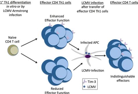 Figure 1 From Regulation Of T Cell Responses By The Surface Receptor